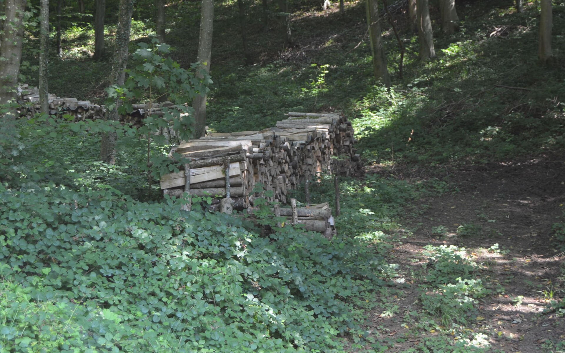Forêt communale - Mairie de Vitry sur Orne
